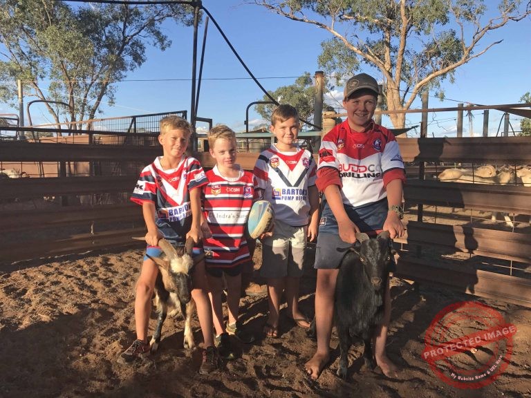 Give a goat to help Cobar’s young Roosters on the paddock – The Cobar ...