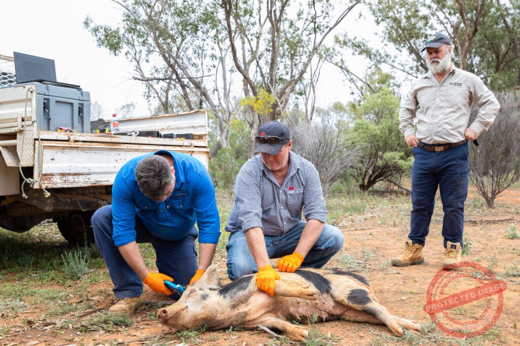 Western LLS is ramping up collaring efforts on feral animals – The ...